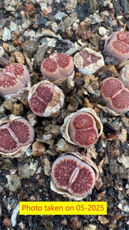 Discover Rare Succulent Plants at Vivian Lithops Garden